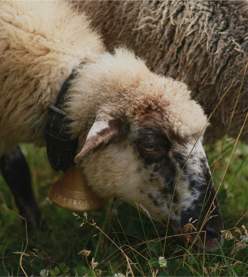 Cosa certifica il Responsible Wool Standard? (RWS)