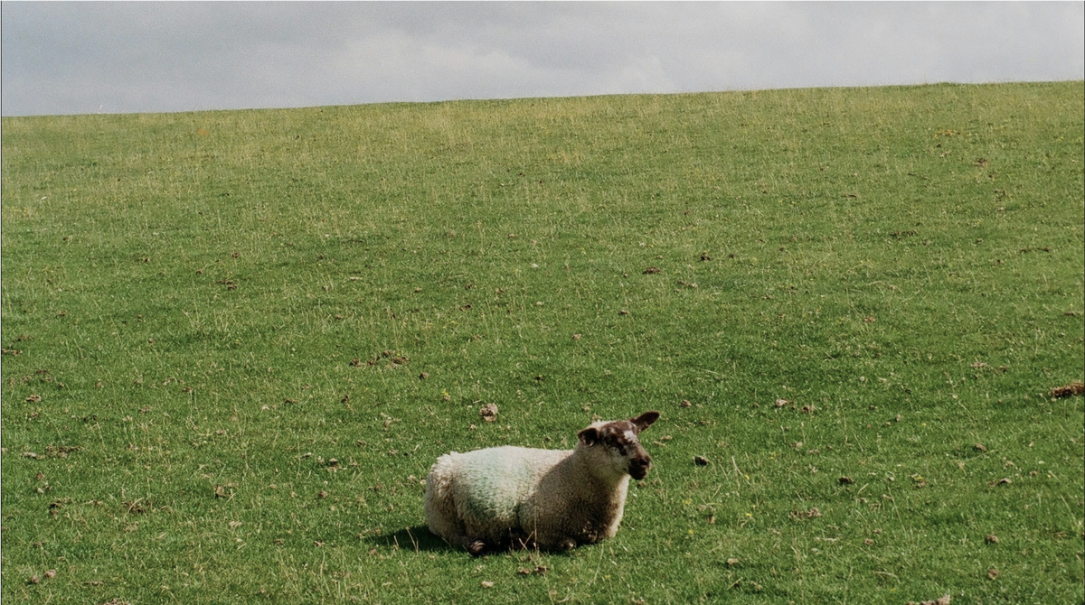 Cosa certifica il Responsible Wool Standard? (RWS)